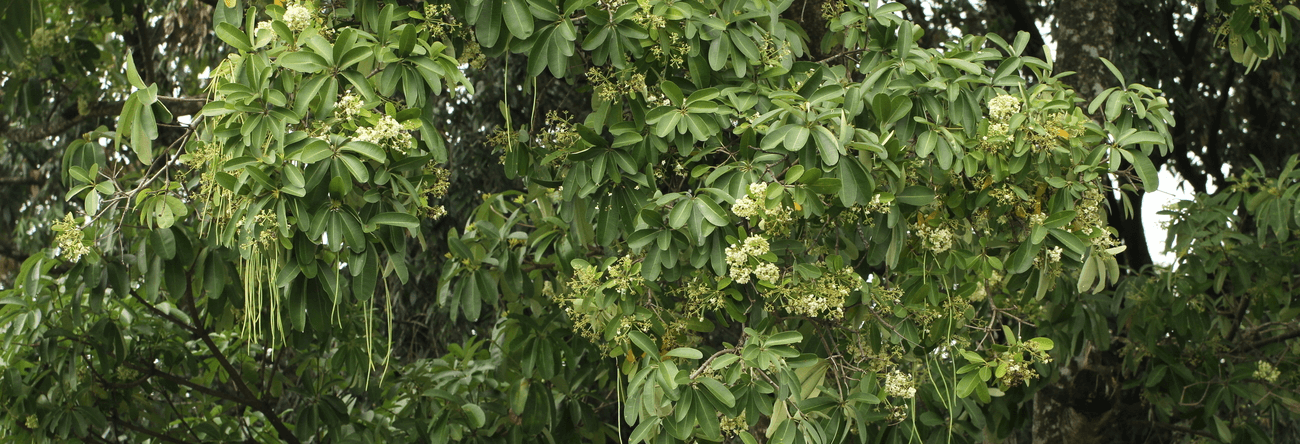 Historical Trees of Enlightenment – Integrating Presence