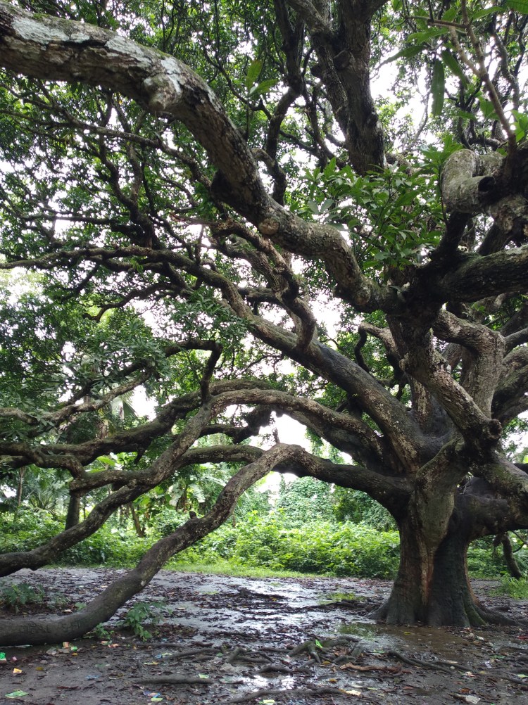 Historical Trees of Enlightenment – Integrating Presence